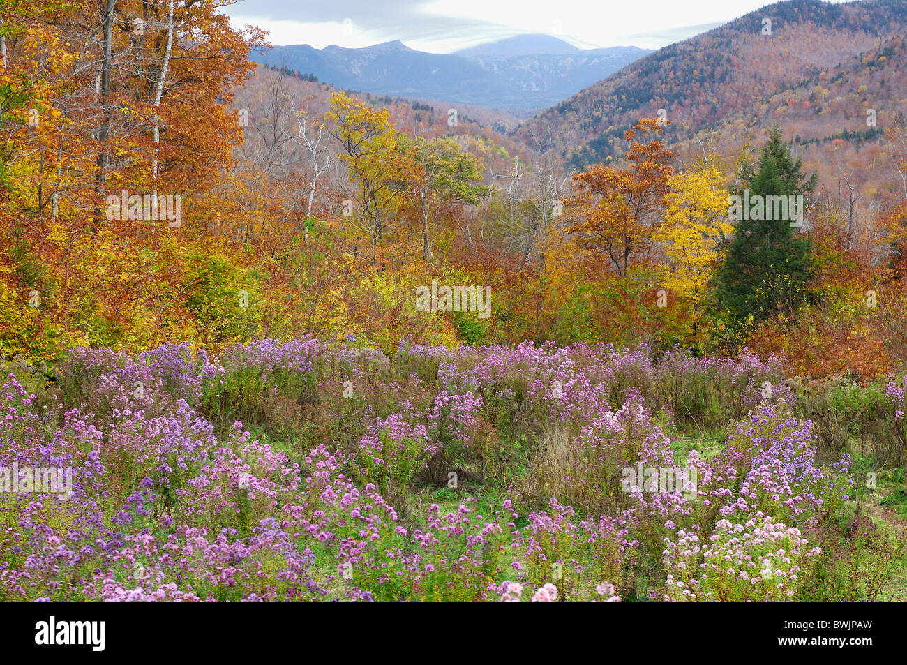 scenery landscape autumn autumn scenery flowers flower meadow wild ...