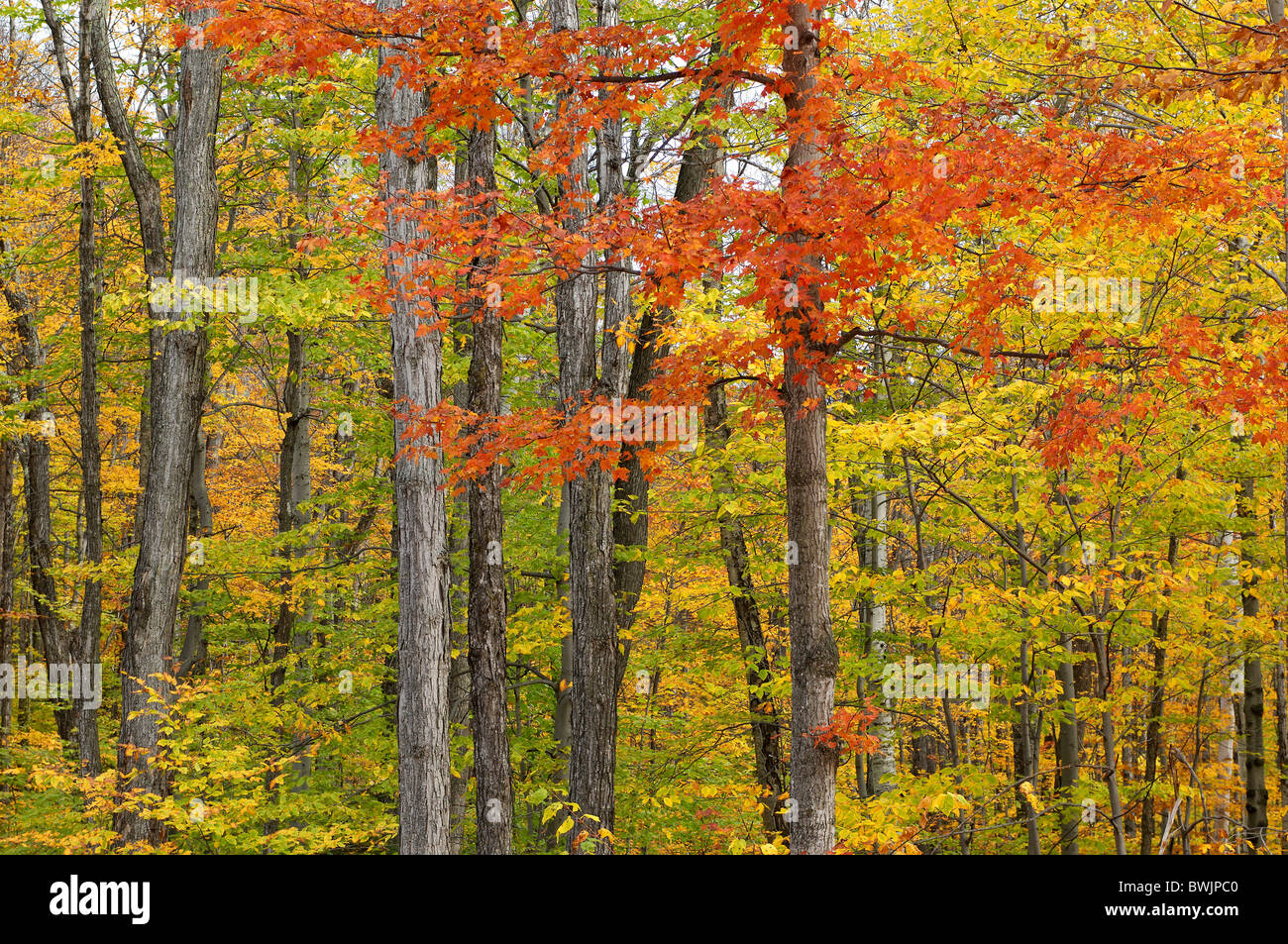 scenery landscape autumn wood trees wood forest inside deciduous forest ...