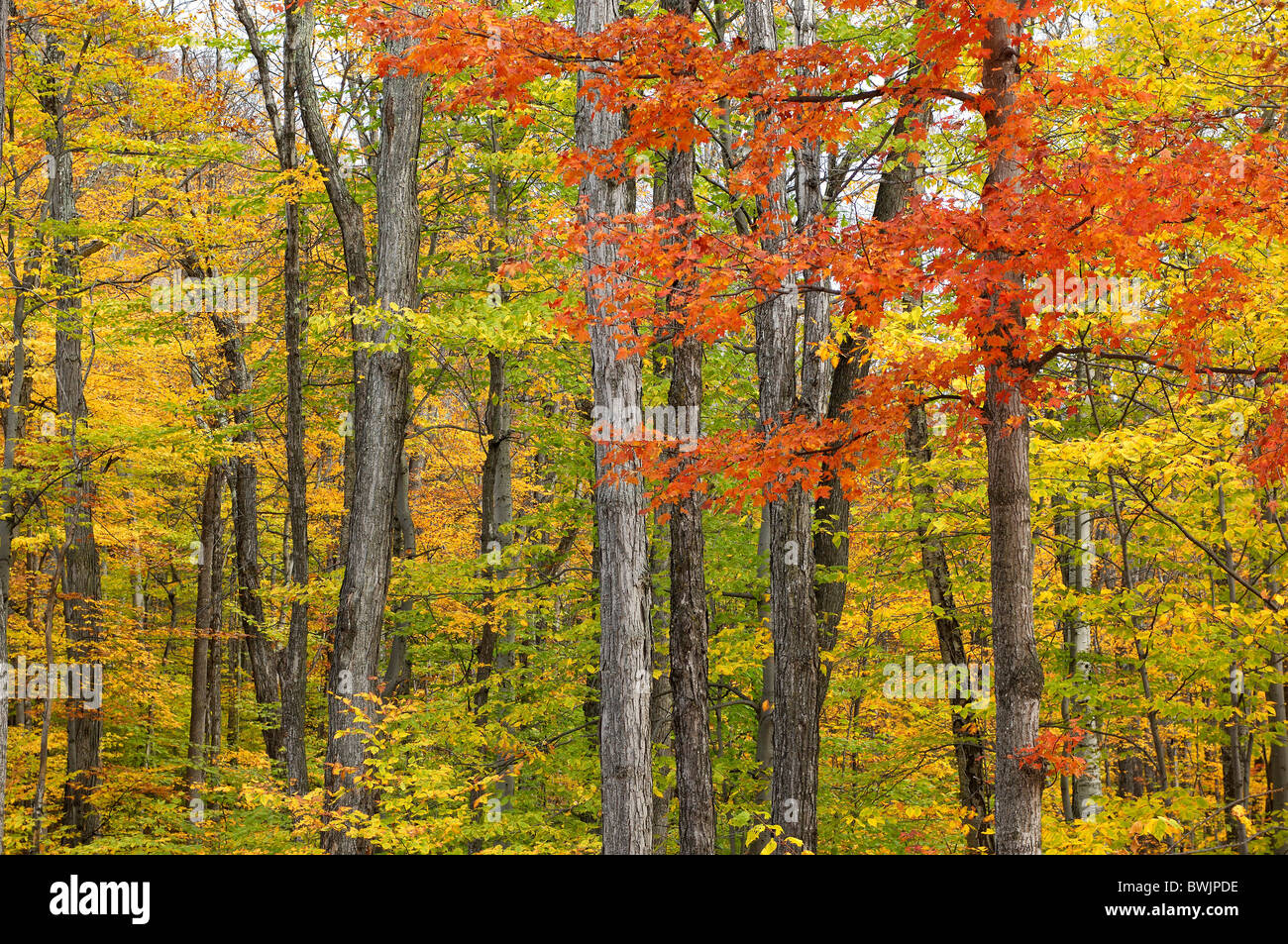 scenery landscape autumn wood trees wood forest inside deciduous forest ...