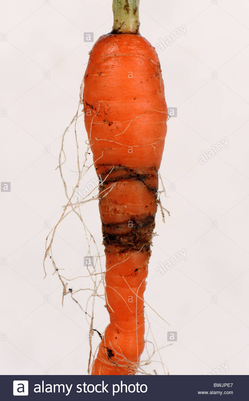 Carrot Root Fly Stock Photos & Carrot Root Fly Stock Images - Alamy