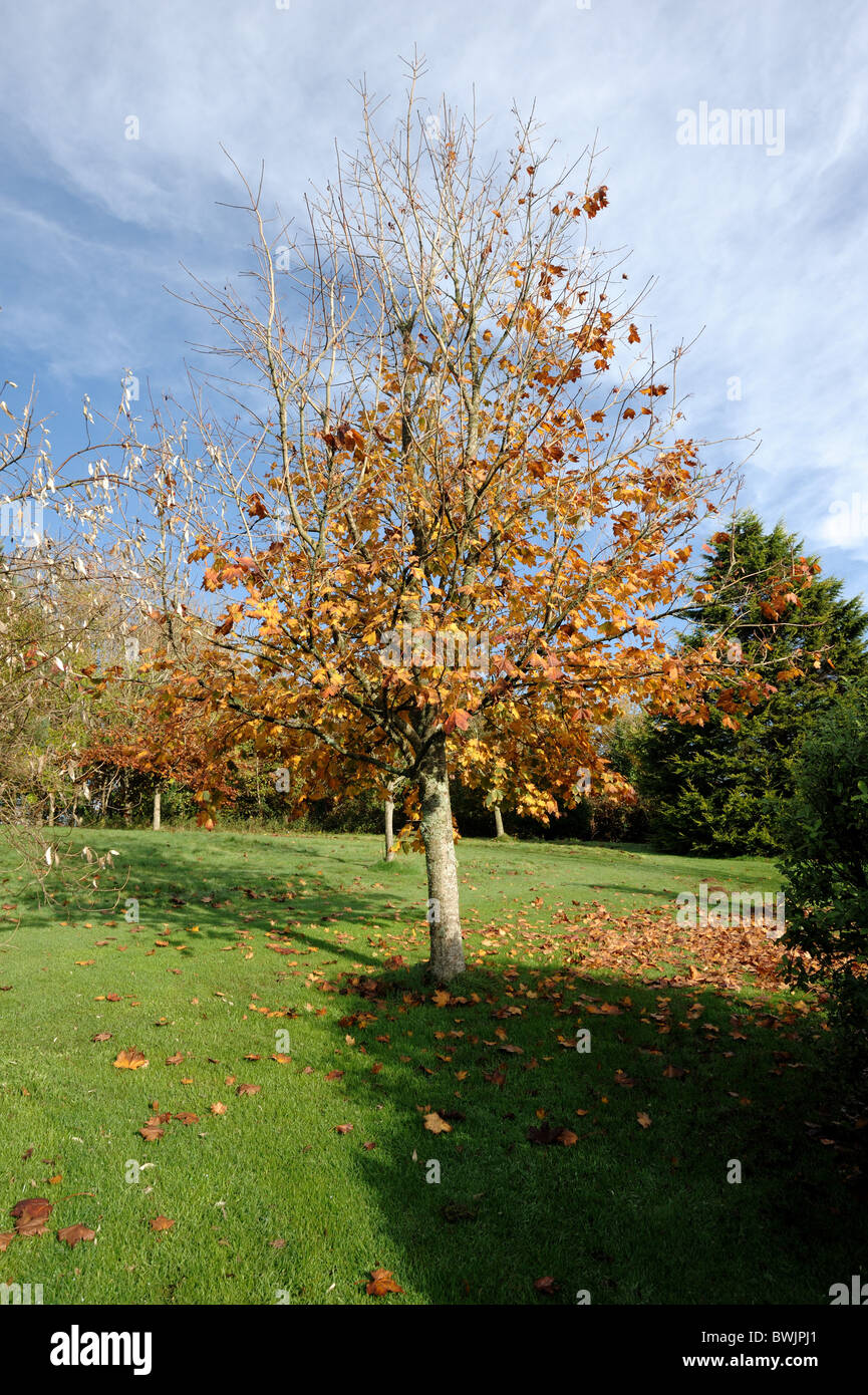 Ornamental maple (Acer spp.) in full autumn colour with fallen leaves ...