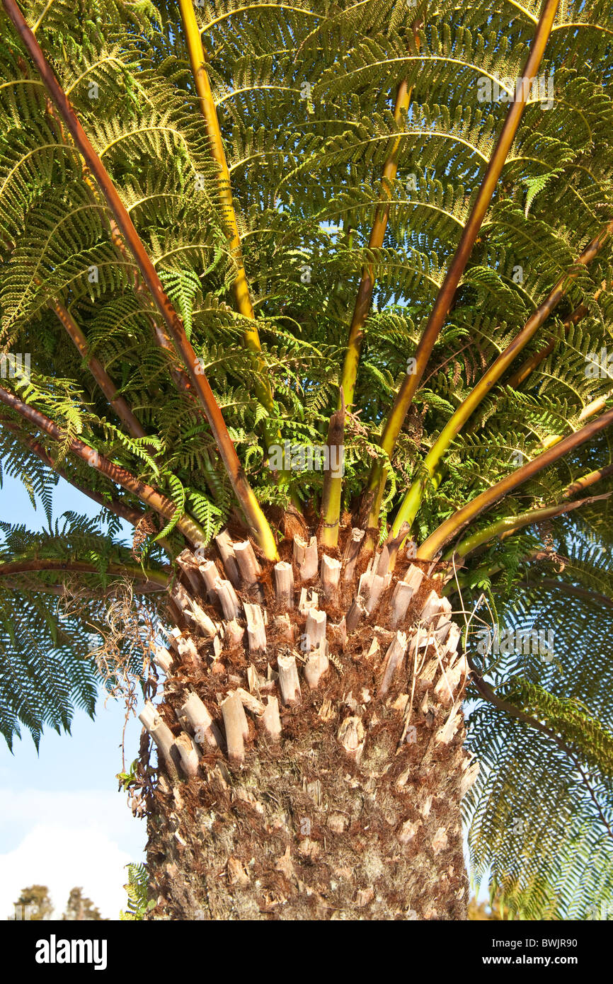Exotic tree fern hi-res stock photography and images - Alamy
