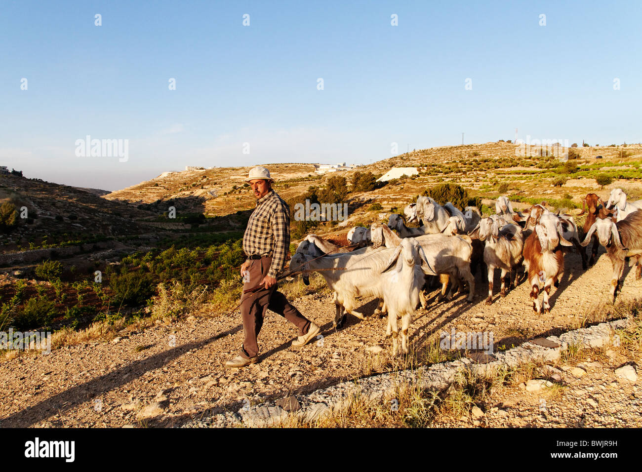 Palestinian shepherd hi-res stock photography and images - Alamy