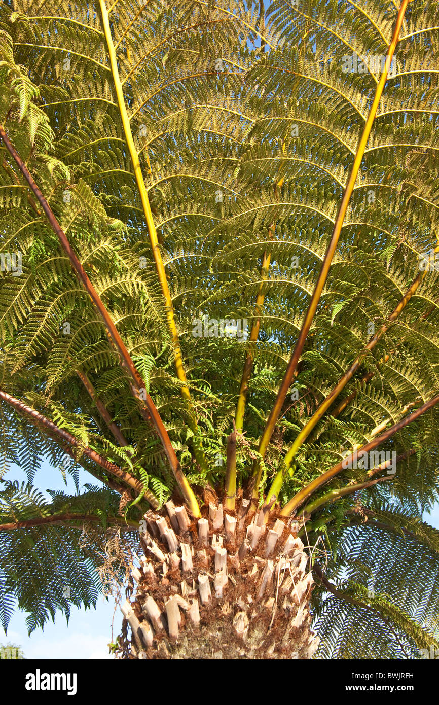 Tasmanian tree fern hi-res stock photography and images - Alamy