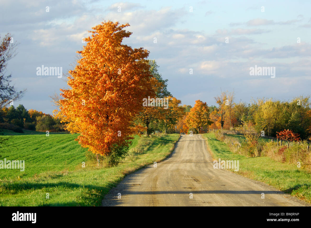 scenery landscape autumn scenery street country lane country road ...
