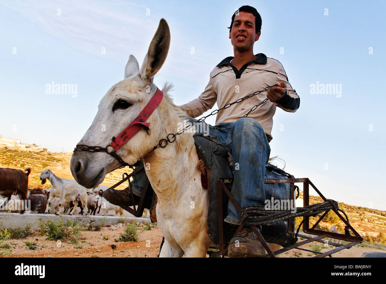 Palestinian with donkey hi-res stock photography and images - Alamy