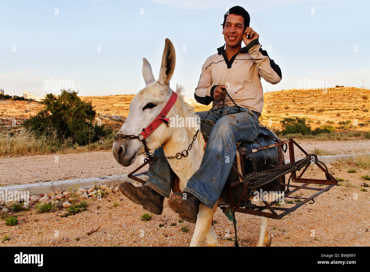 A Palestinian shepherd on a donkey coming back from pasture Stock Photo ...