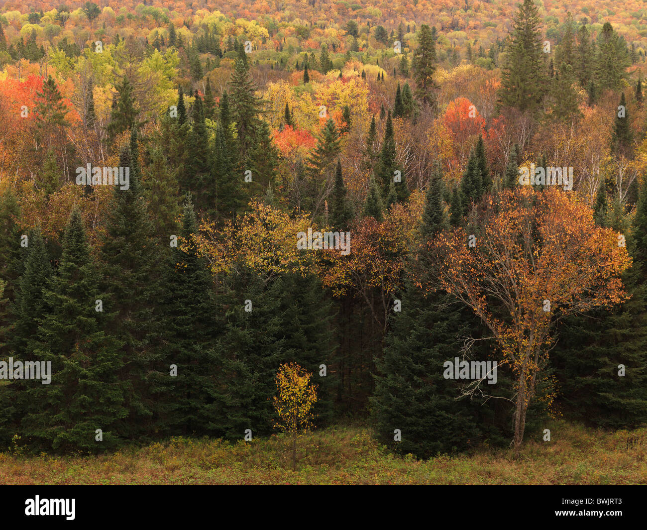 Aerial fall nature scenery of a mixed forest. Ontario, Canada Stock ...