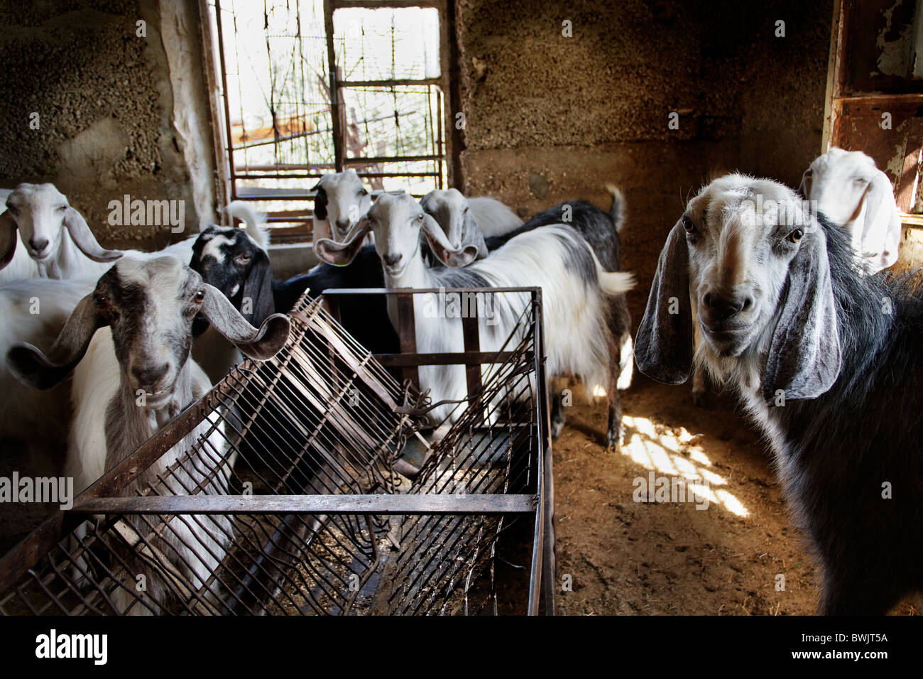 Syrian goats at sheepfold Stock Photo - Alamy