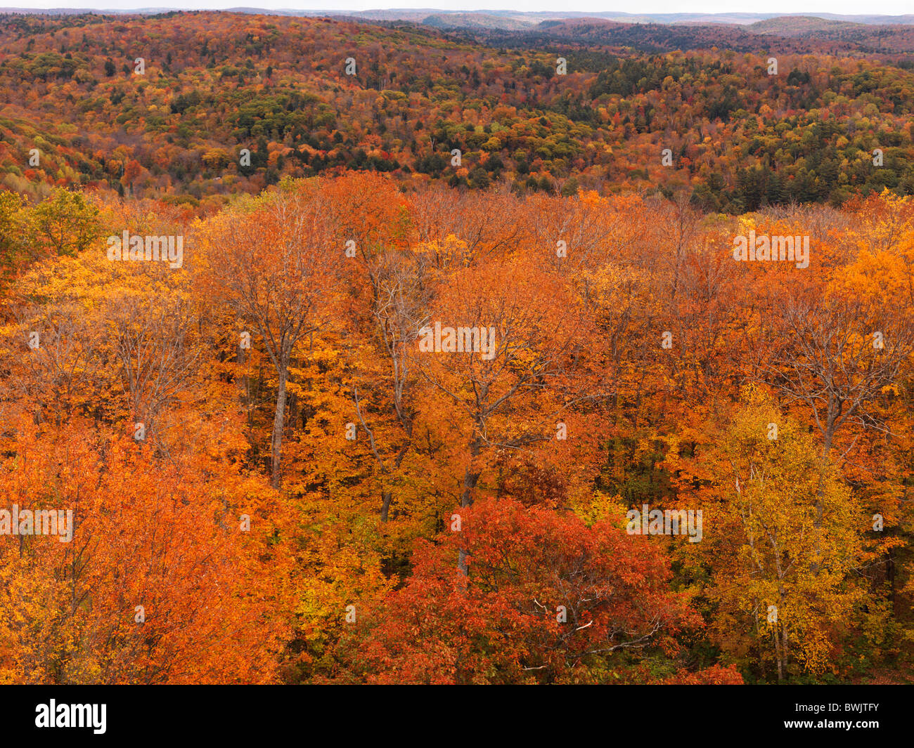 Aerial fall nature scenery of hills covered with thick carpet of mixed ...