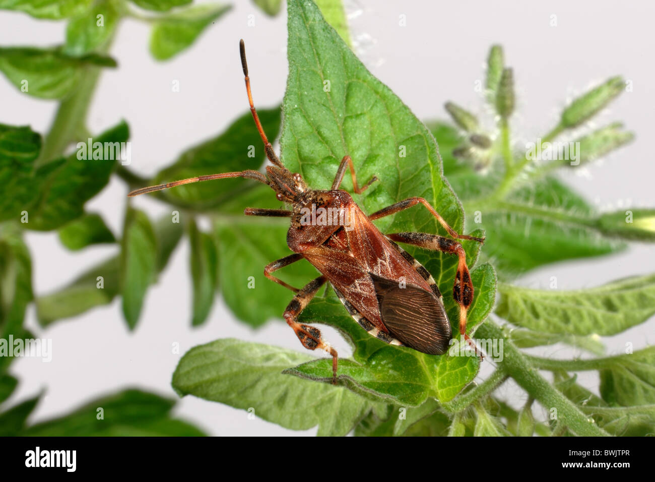 Western conifer bug (Leptoglossus occidentalis) adult Stock Photo - Alamy