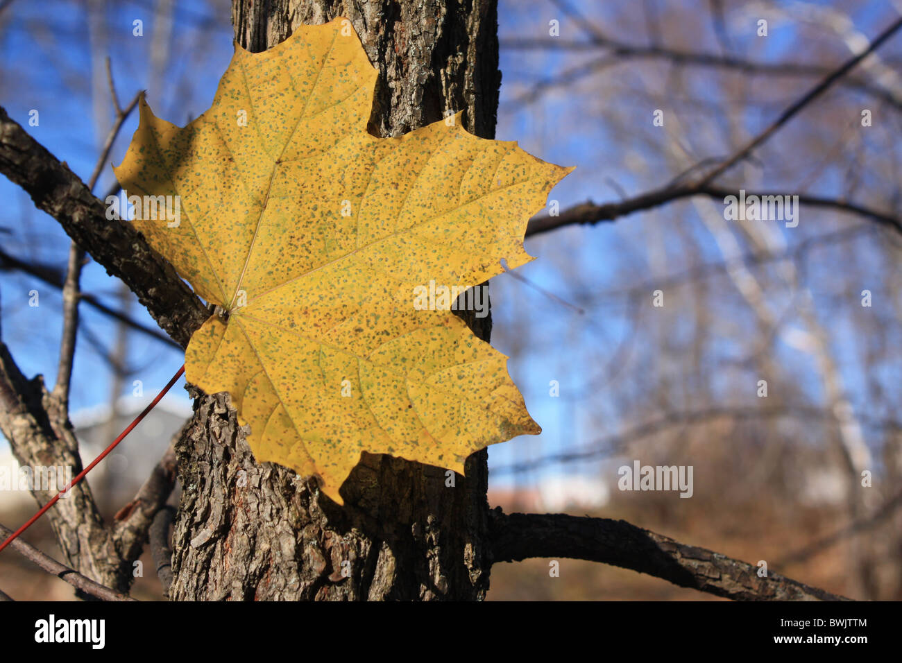 It's the end of autumn Stock Photo - Alamy