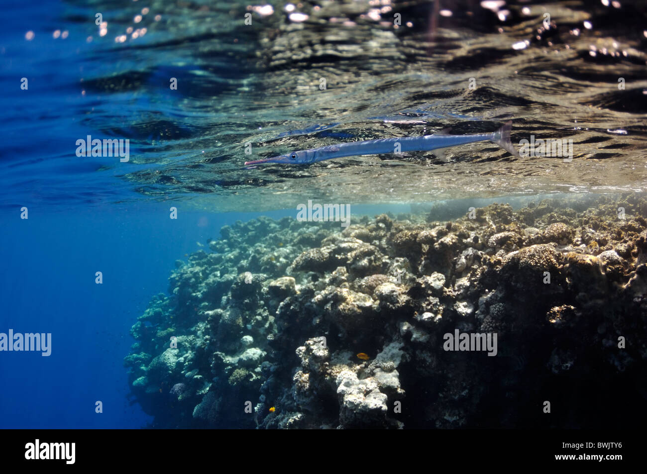 The picture shows whistle fish, swimming around coral reef, in the ...