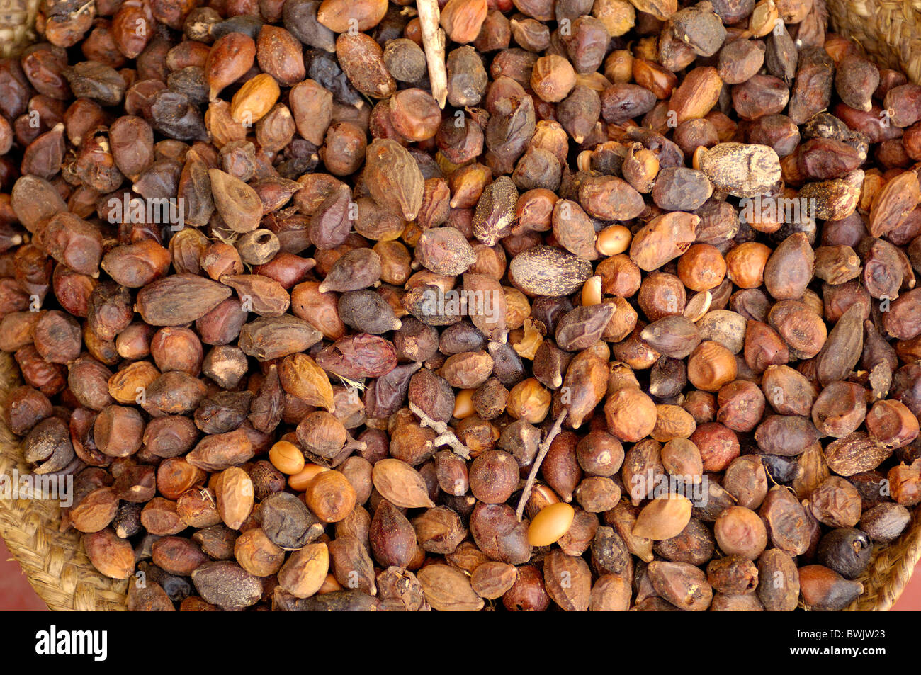 Argan Argan tree fruits seeds sperms D'Argane Coorperative feminine ...