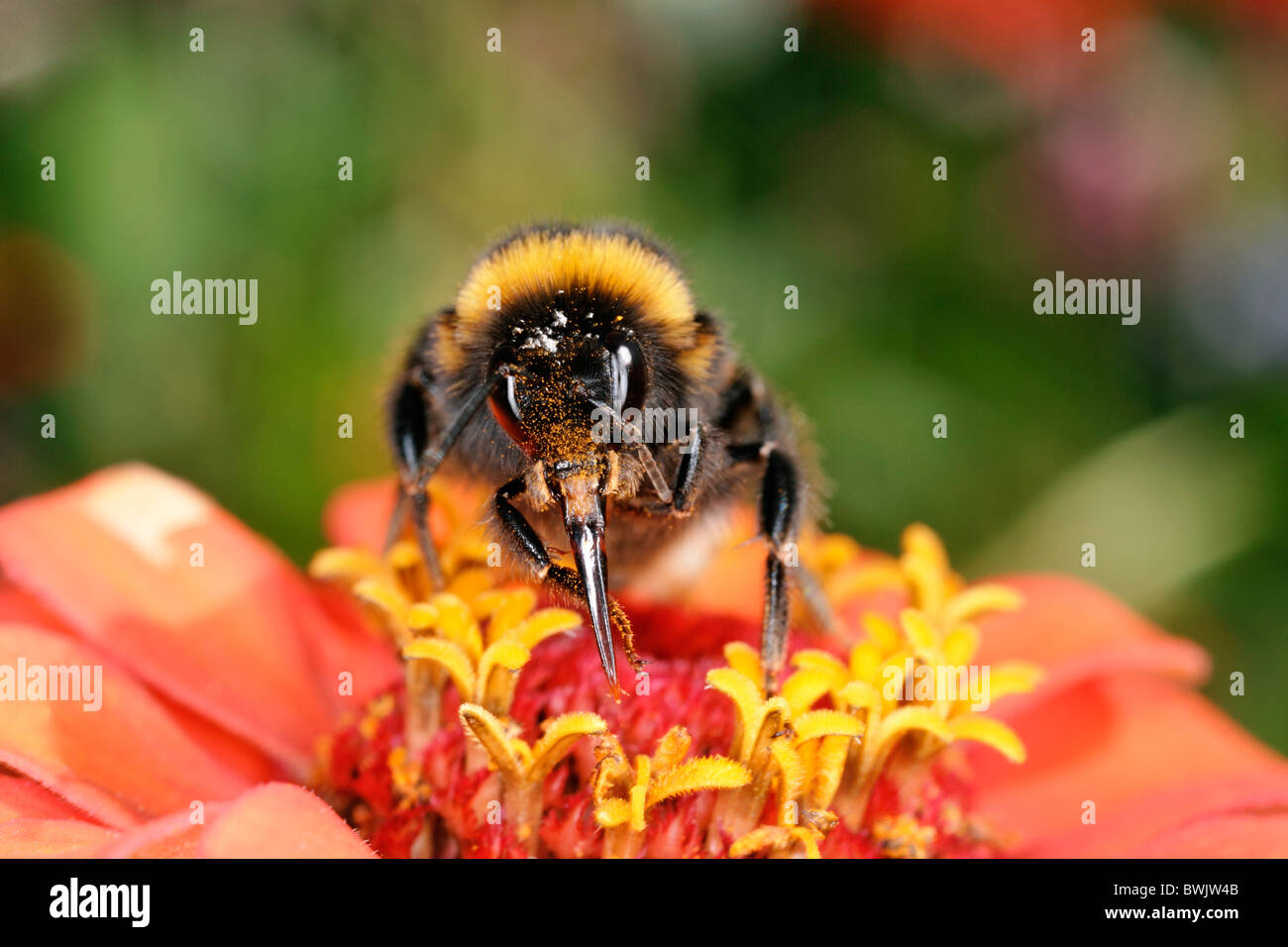 animal animals bee bees biology botany bumble-bee bumblebee Close-up ...