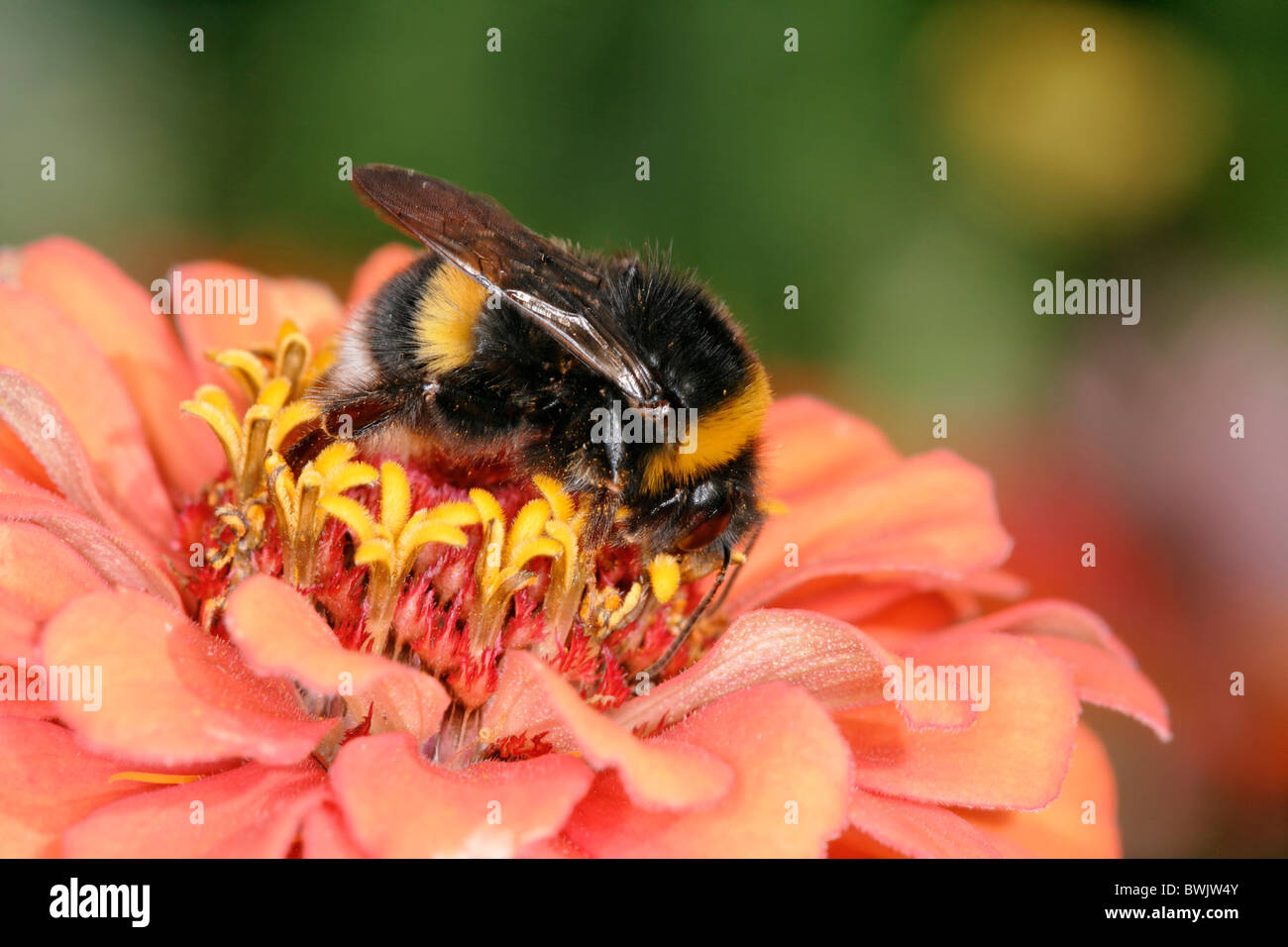 animal animals bee bees biology botany bumble-bee bumblebee Close-up ...