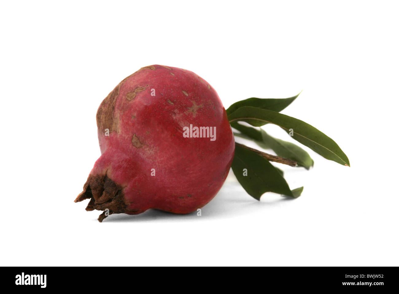Small pomegranate tree hi-res stock photography and images - Alamy