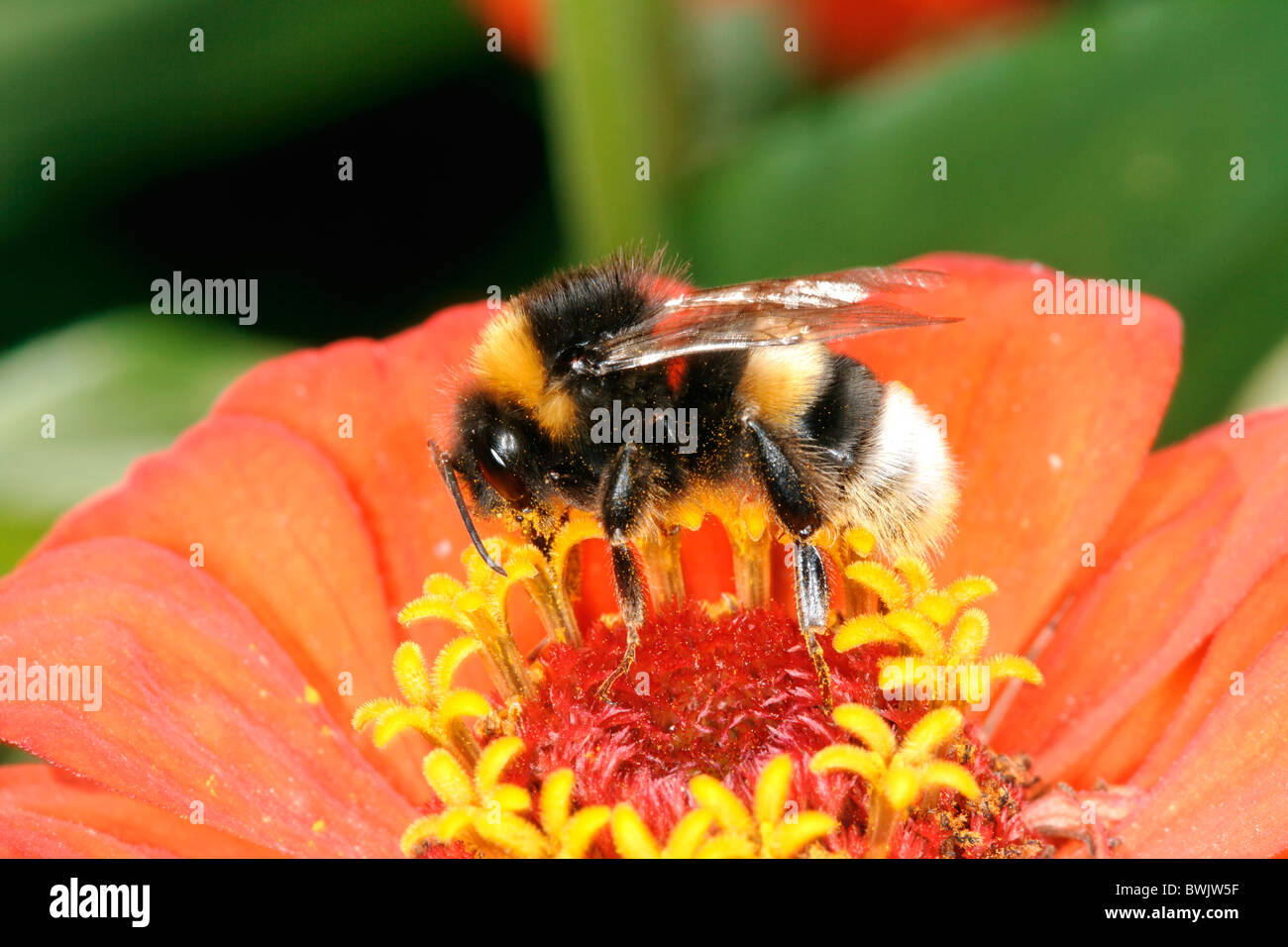 animal animals bee bees biology botany bumble-bee bumblebee Close-up ...