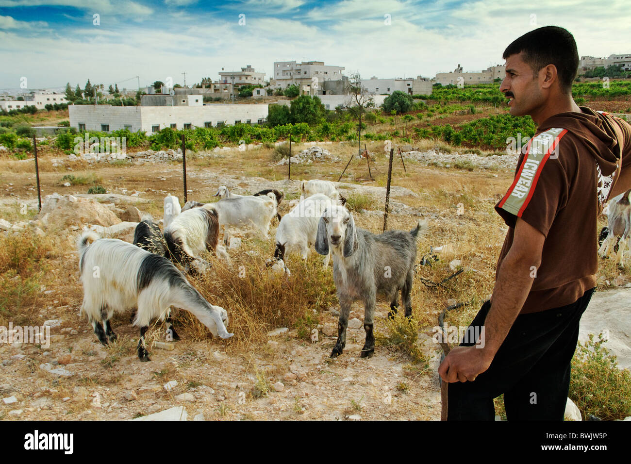 Palestinian shepherd pasturing Stock Photo - Alamy