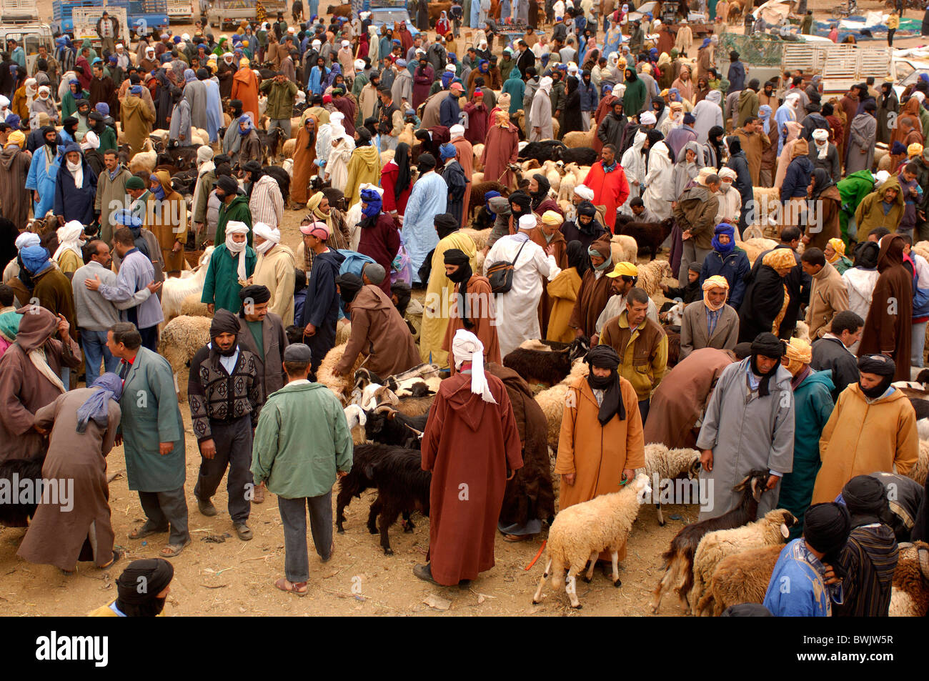 market person nanny goats sheep cattle Goulmima Morocco Africa North ...