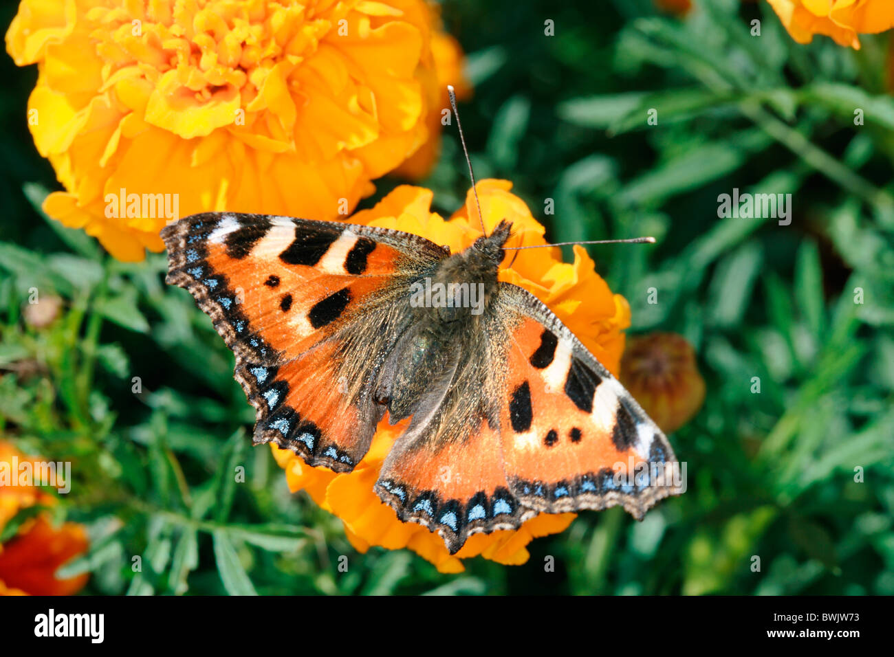 Bohemia Butterflies Butterfly Close-up Color Colour Czech Republic Day ...
