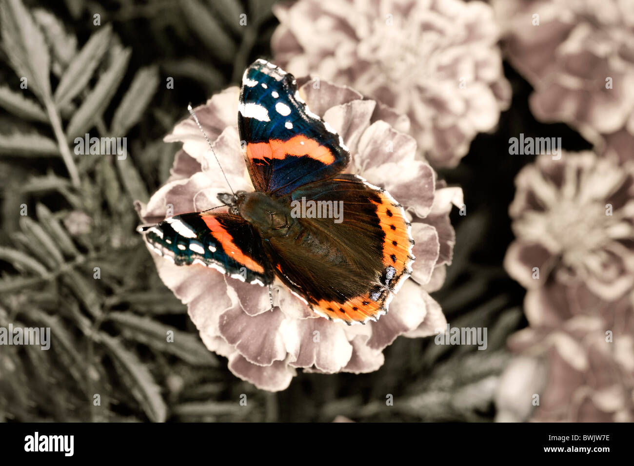Admiral Bohemia Butterflies Butterfly Close-up Color Colour Czech ...