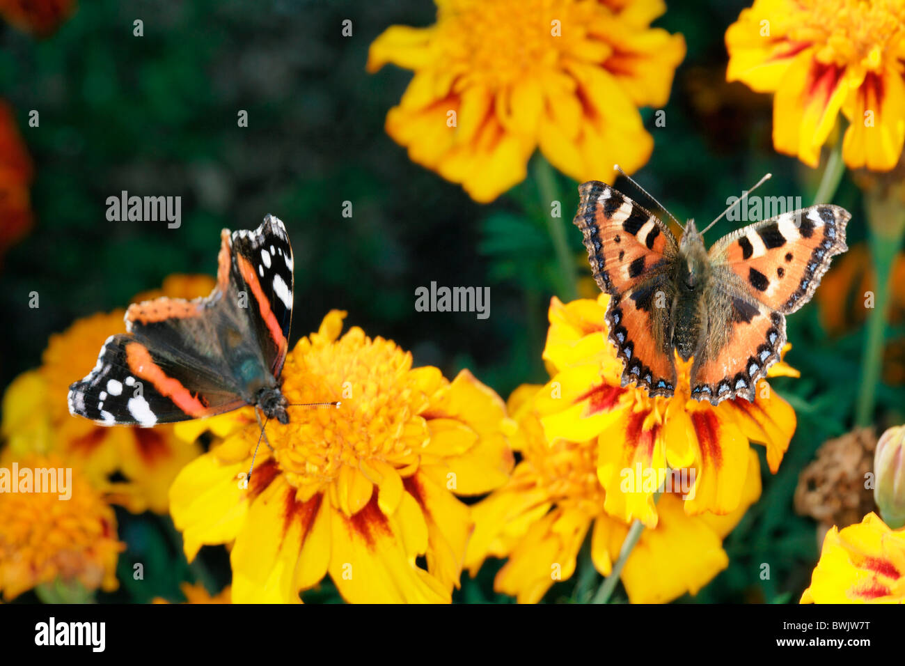Bohemia Butterflies Butterfly Close-up Color Colour Czech Republic Day ...