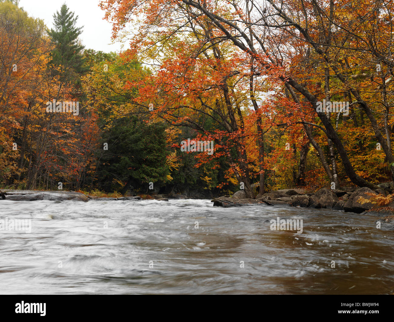Beautiful fall nature scenery of Oxtongue river rapids. Algonquin ...