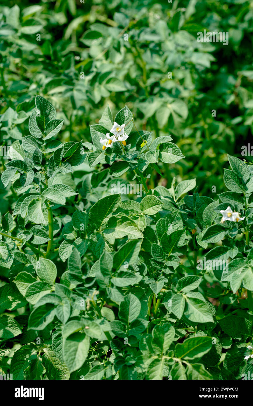 Agriculture Aliment Aliments Color Colour Country Countryside Crop ...