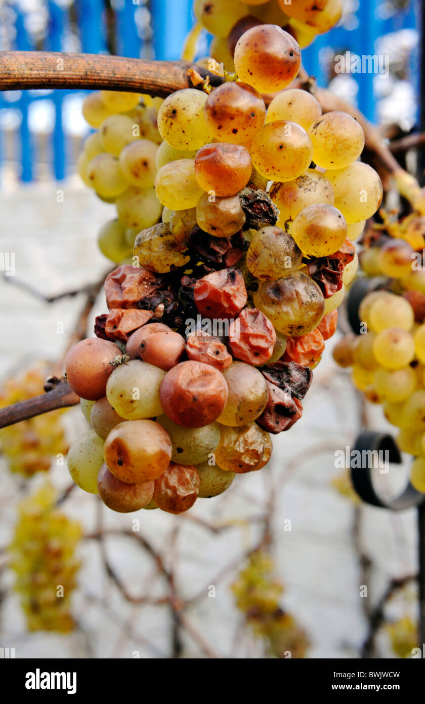 withered rotting grapes hanging from a vine in a garden Stock Photo - Alamy