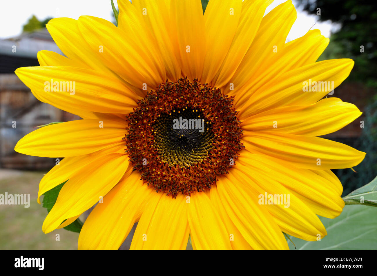 sunflower in full bloom Stock Photo - Alamy
