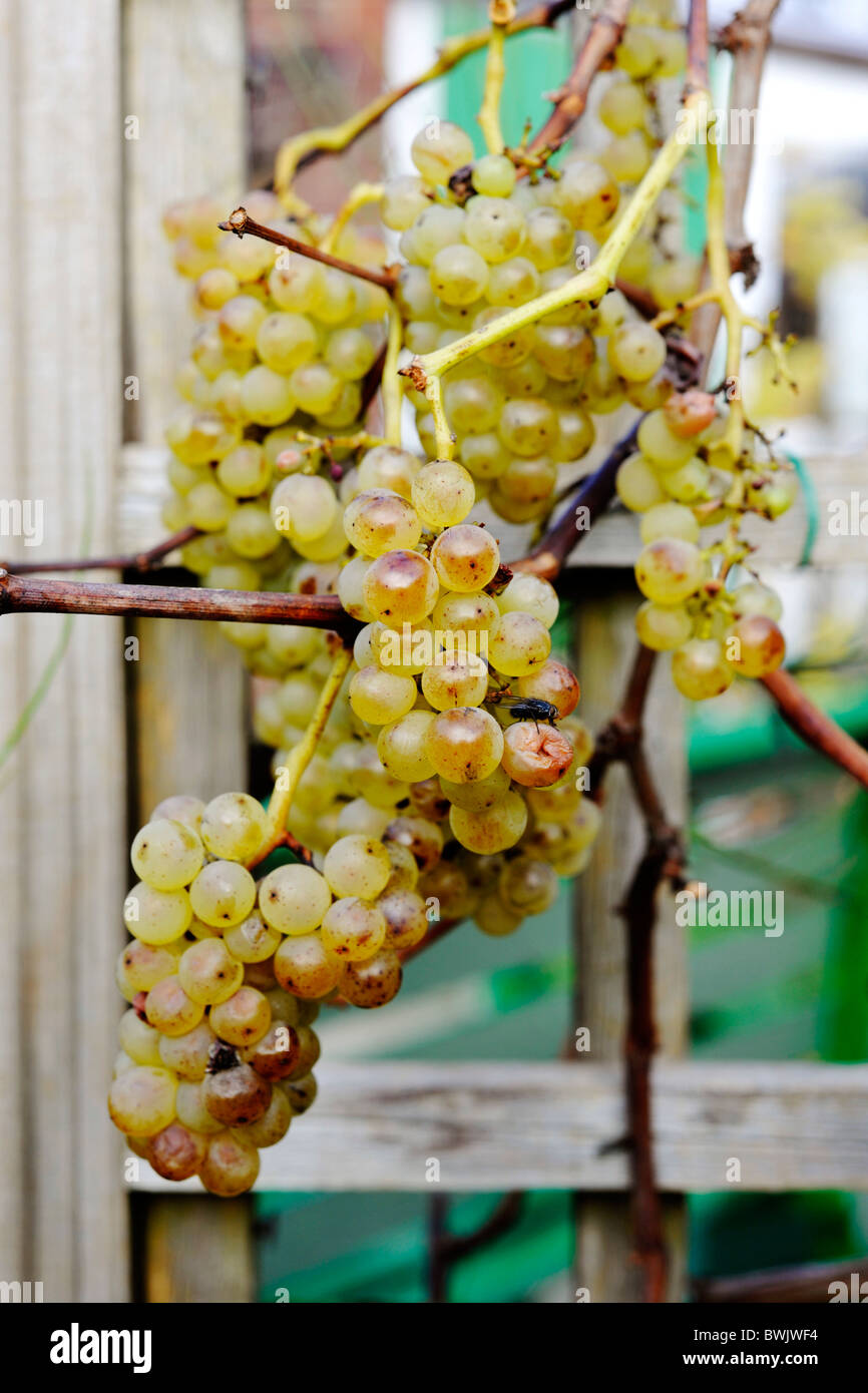 withered rotting grapes hanging from a vine in a garden Stock Photo - Alamy