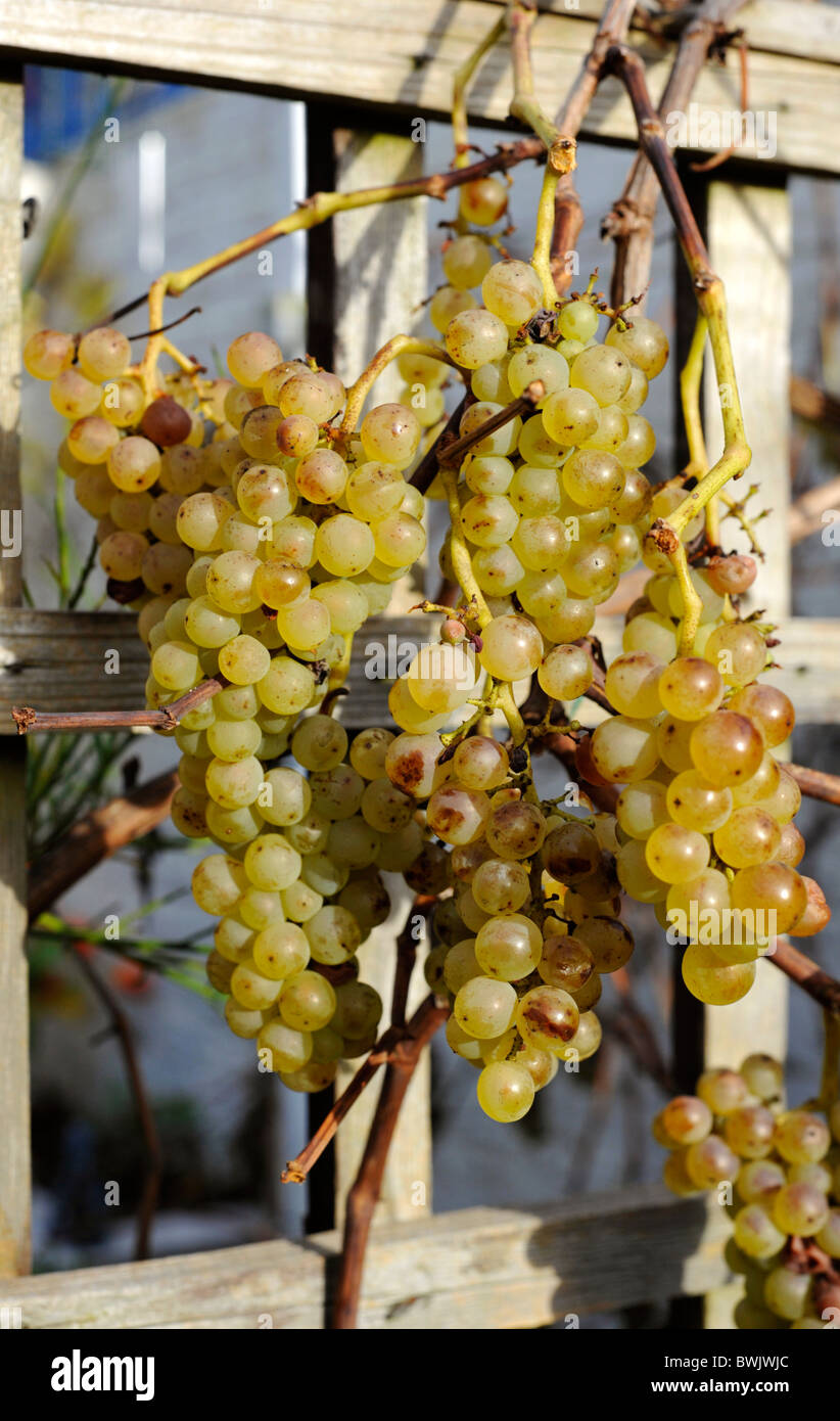 Grapes rotting hi-res stock photography and images - Alamy