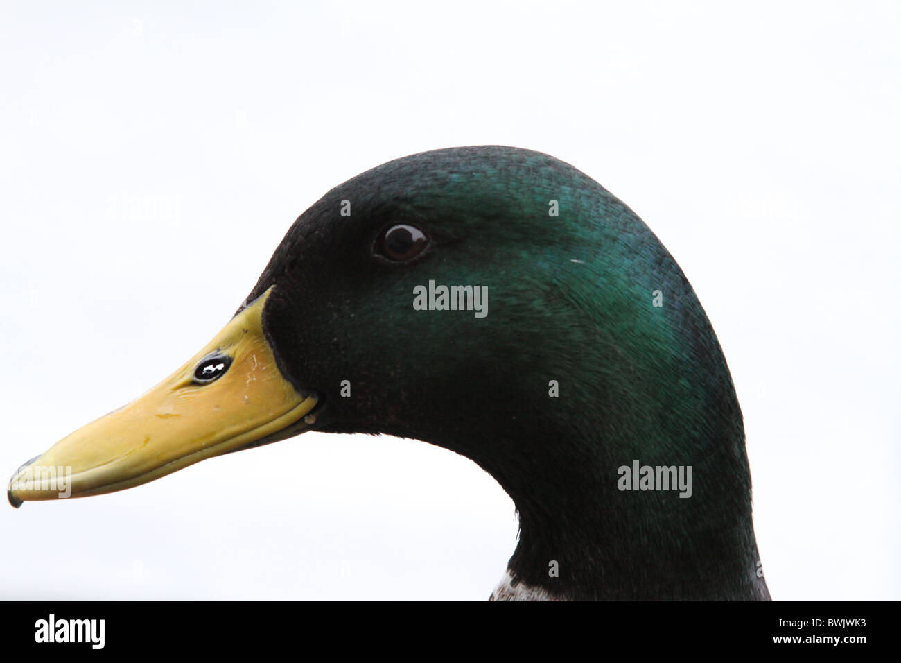 Head of a mallard duck Stock Photo - Alamy