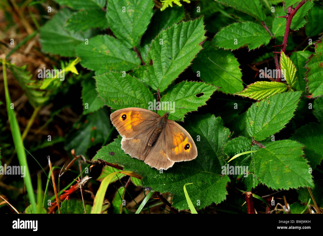 gatekeeper butterfly male Stock Photo - Alamy