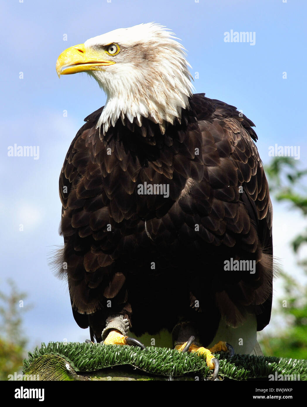 magnificent american bald eagle Stock Photo - Alamy