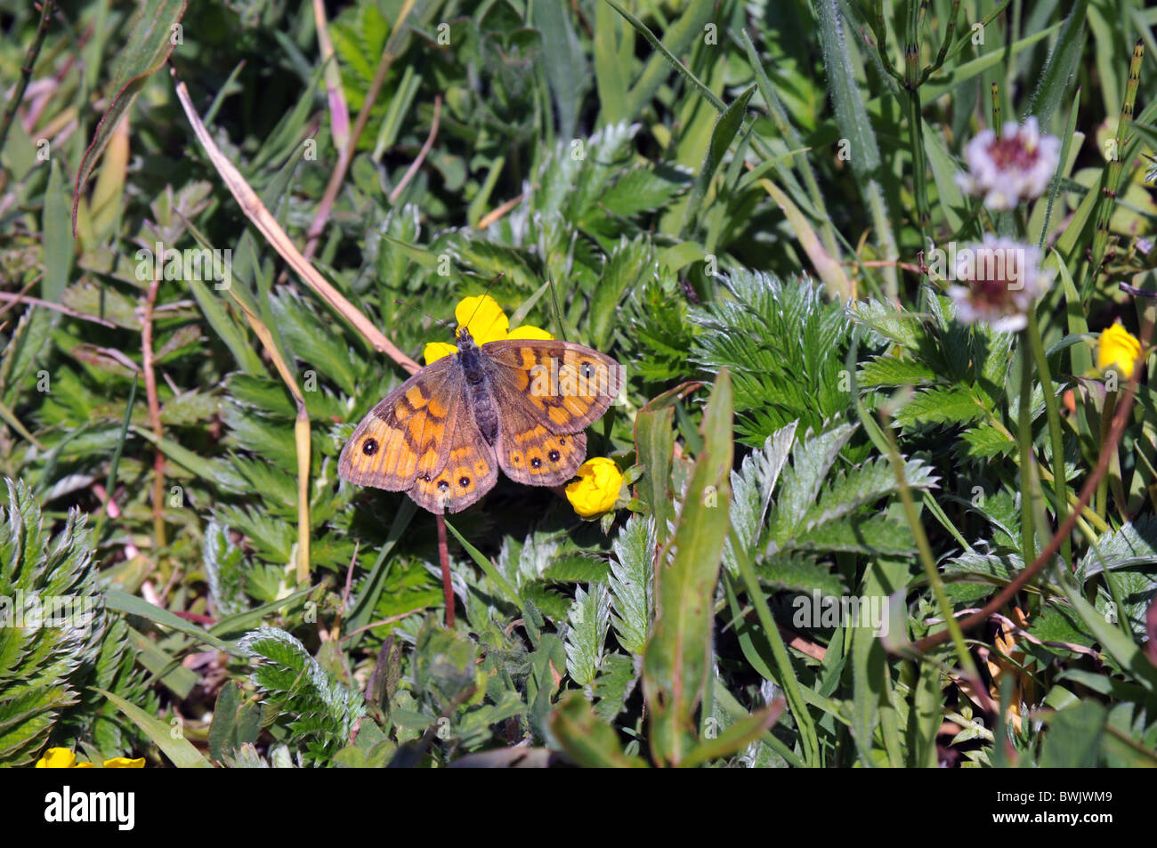wall butterfly Lasiommata megera Stock Photo - Alamy