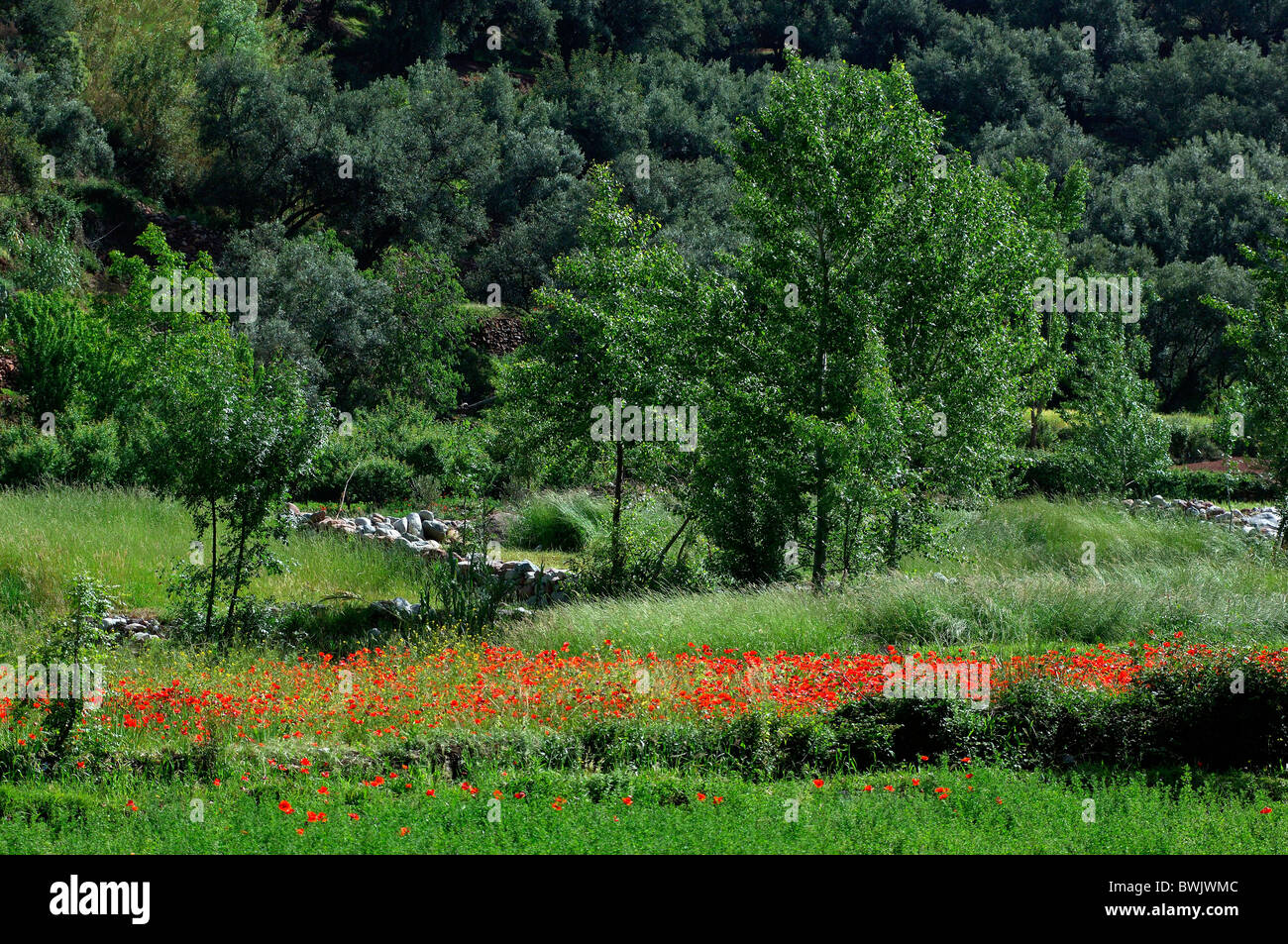 Setti Fatma Ourika Valley Morocco Africa North Africa 10821697 scenery ...