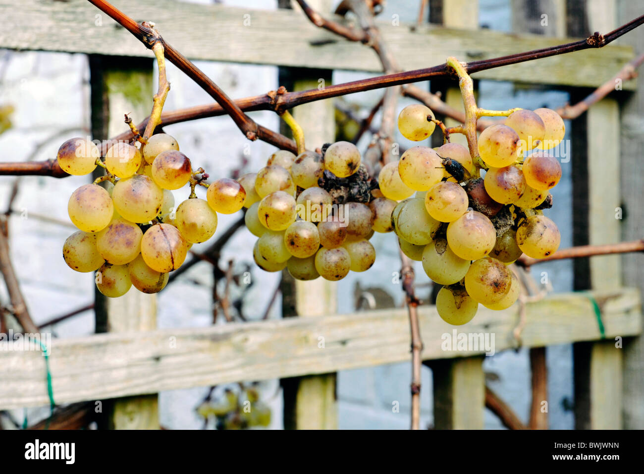 withered rotting grapes hanging from a vine in a garden Stock Photo - Alamy