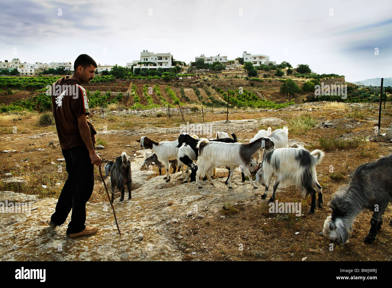 Palestinian shepherd pasturing Stock Photo - Alamy