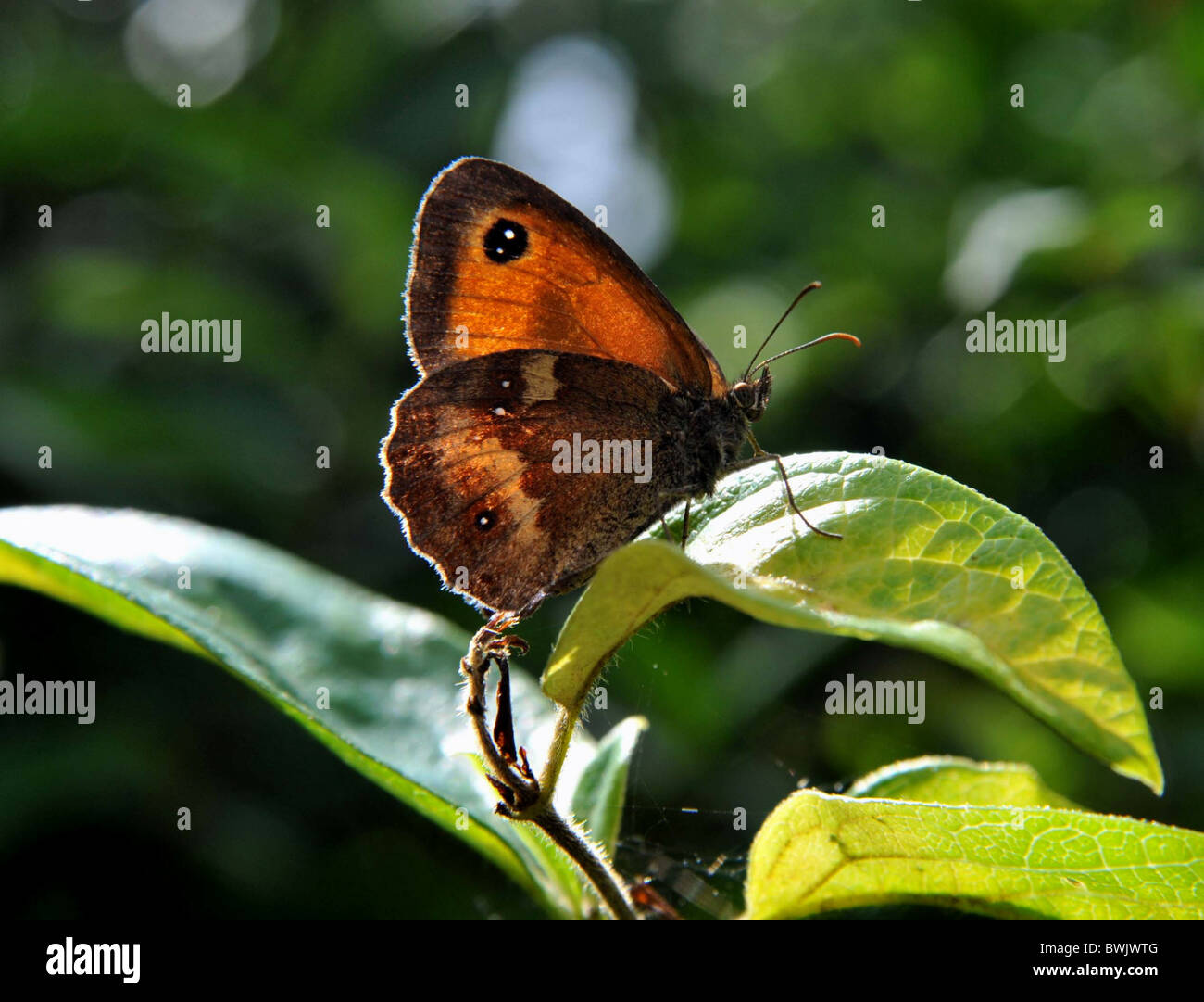 Male gatekeeper butterfly hi-res stock photography and images - Alamy