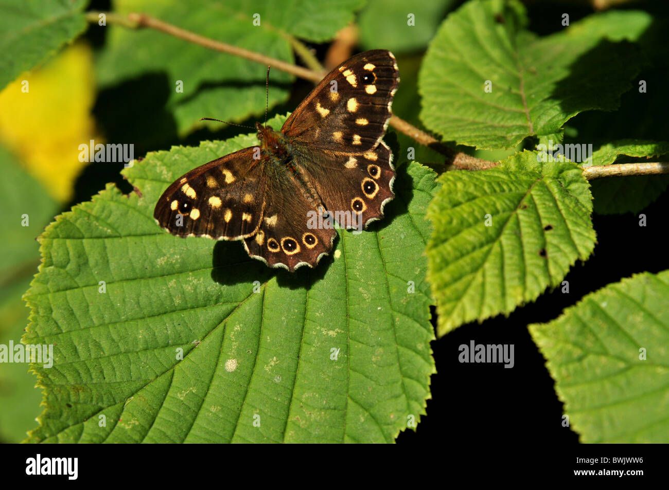 British butterflys hi-res stock photography and images - Alamy