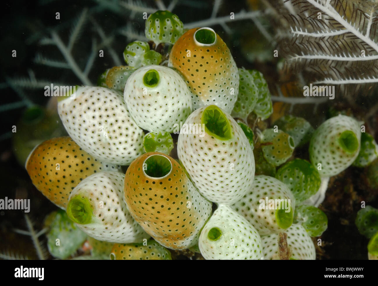 Ascidian colonies of Didemnum molle, Tulamben, Bali, Indonesia, Asia ...