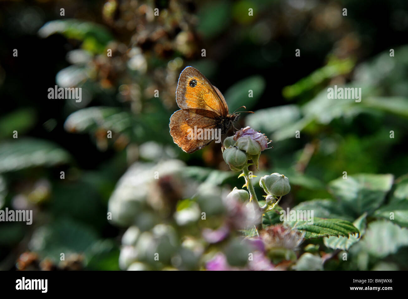 British butterflys hi-res stock photography and images - Alamy