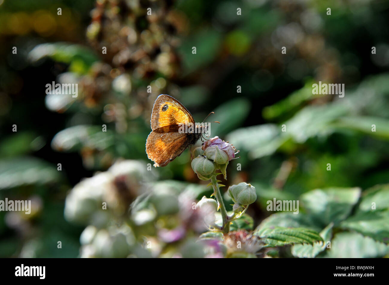 British butterflys hi-res stock photography and images - Alamy