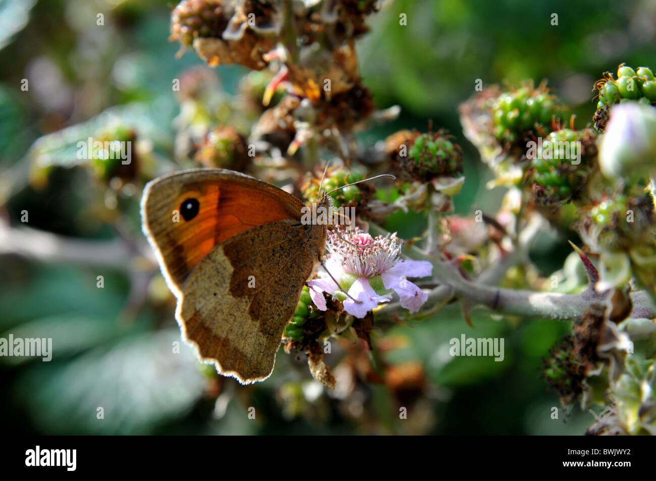 Male gatekeeper butterfly hi-res stock photography and images - Alamy