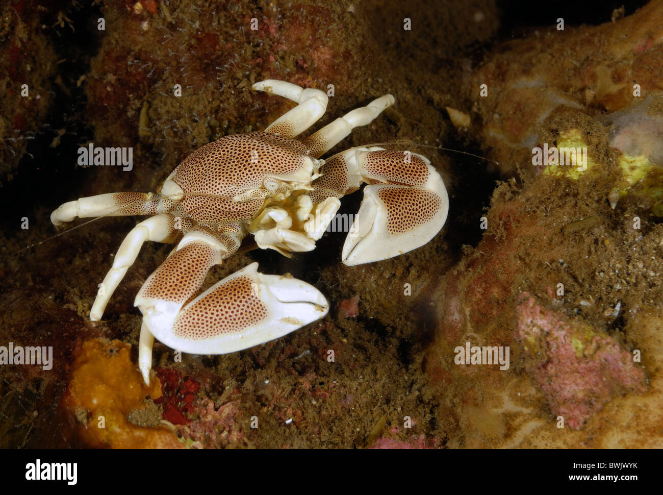 Porcelain crab or Anemone Crabs Neopetrolisthes ohshimai, Porcellanidae ...