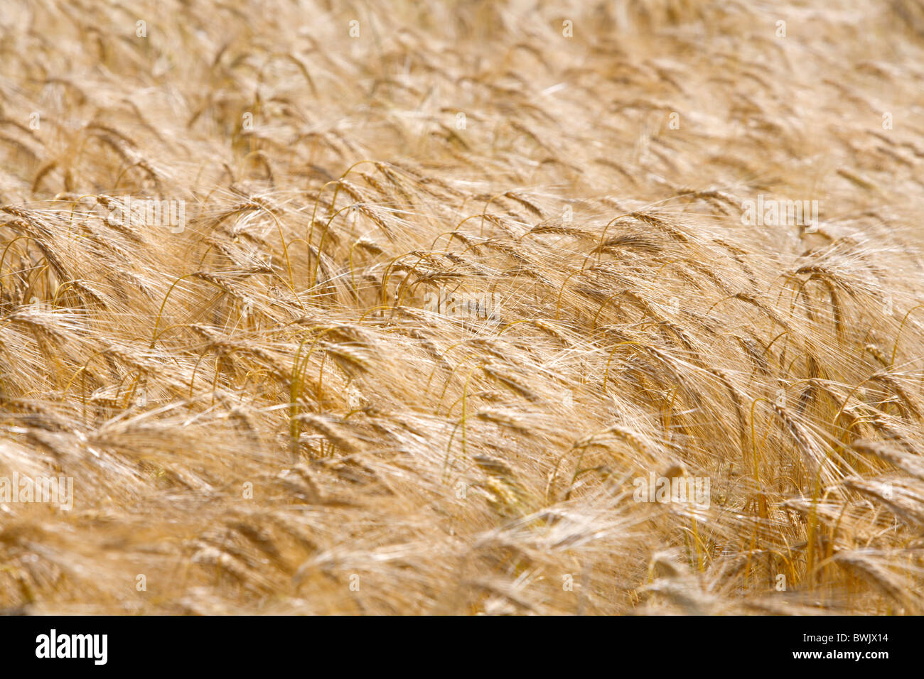 Agriculture Background Backgrounds Barley Blurred Botany Cereal Cereals ...