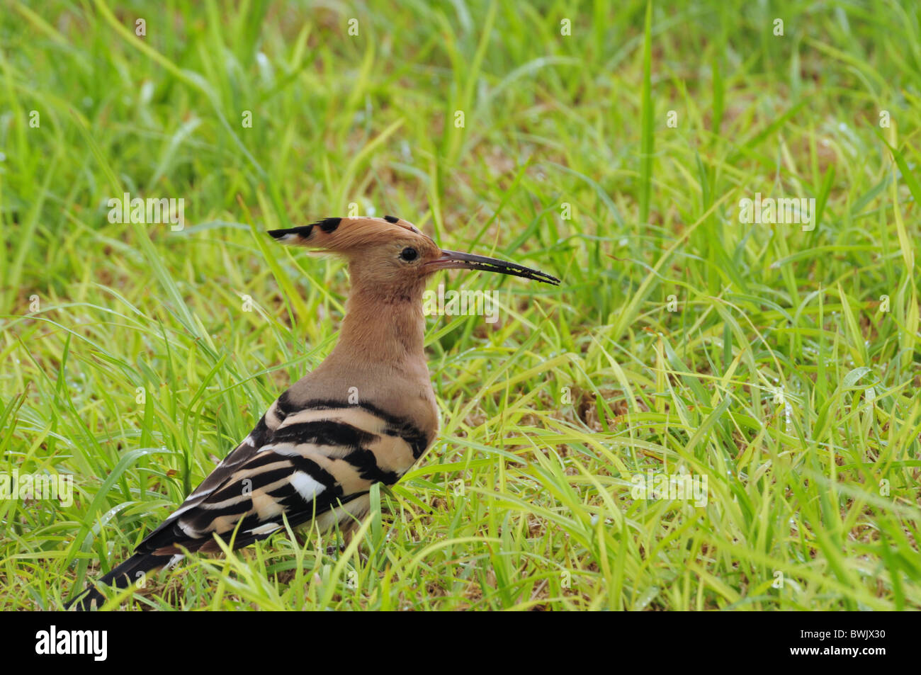hoopoe feeding Stock Photo - Alamy