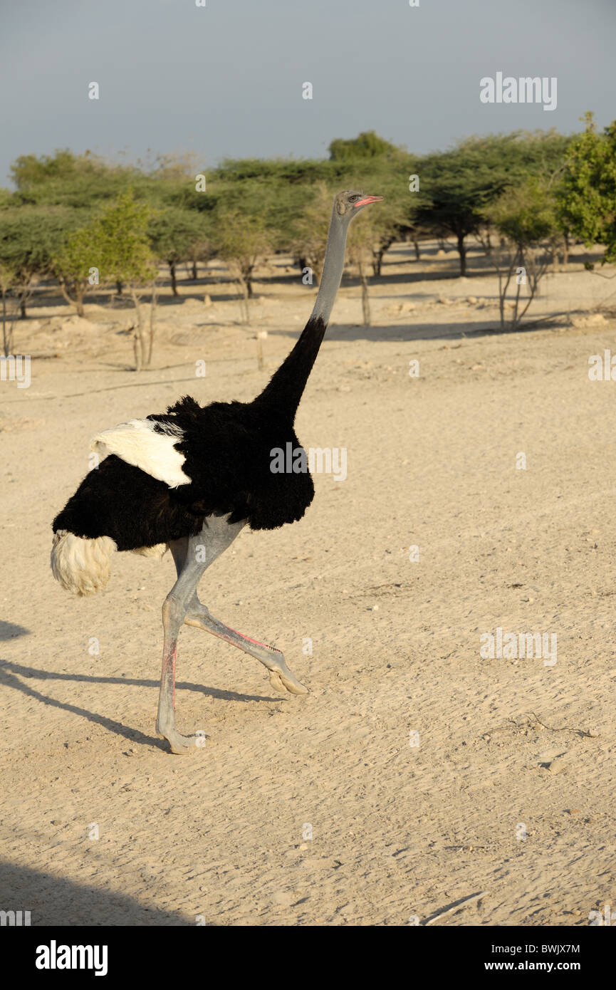 Ostrich Running From Cheetah